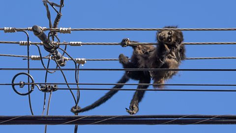 BBC One - Mammals - Giving a voice to the plight of howler monkeys