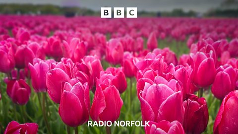 Norfolk | Latest News & Updates | BBC News