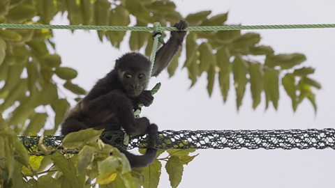 BBC One - Mammals - Giving a voice to the plight of howler monkeys