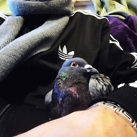 Why do people persecute city pigeons?