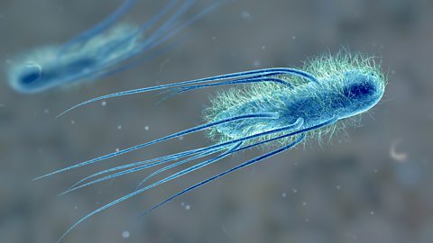 BBC Radio 4 - The Food Programme, What Makes Food Safe? - Seven things ...