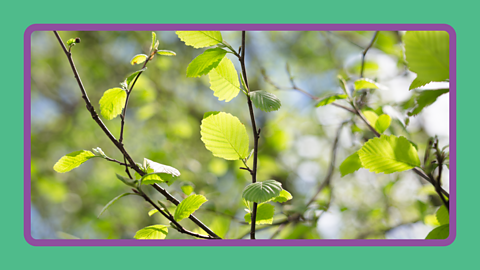 What is a food chain? – KS1 Science curriculum - BBC Bitesize