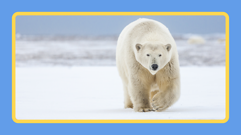 What is a polar habitat? - KS1 Science curriculum - BBC Bitesize