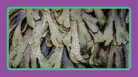 What is an ocean habitat? - KS1 Science curriculum - BBC Bitesize