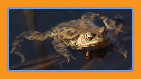 What are amphibians? KS1 Science curriculum - BBC Bitesize