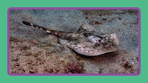 What are fish? KS1 Science curriculum - BBC Bitesize