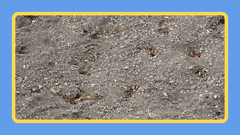 What is soil made from? – KS2 Science curriculum - BBC Bitesize