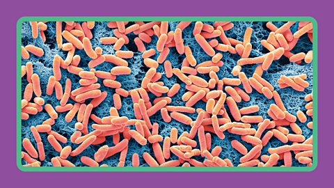 What is a microorganism? – KS2 Science curriculum - BBC Bitesize