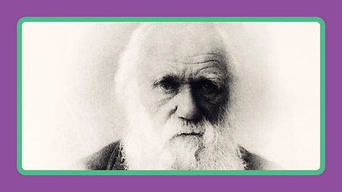 What is evolution? – KS2 Science curriculum - BBC Bitesize