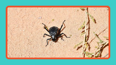 What is evolution? – KS2 Science curriculum - BBC Bitesize