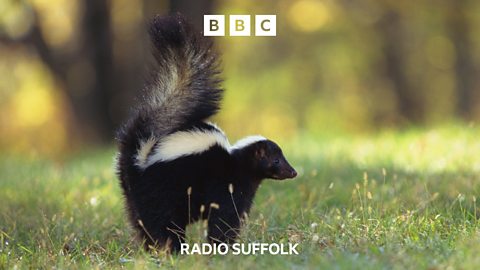 Suffolk | Latest News & Updates | BBC News