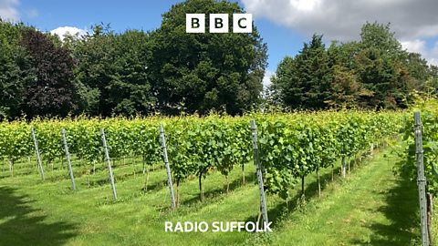 Suffolk | Latest News & Updates | BBC News