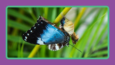 How do animals grow? - KS1 Science curriculum - BBC Bitesize