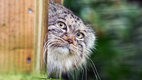 One Zoo Three - CBBC - BBC