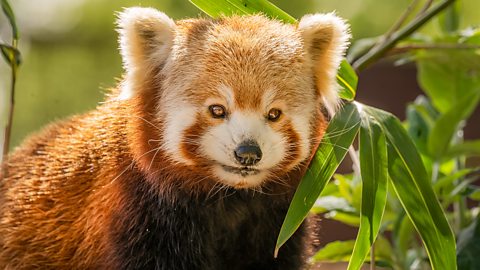 One Zoo Three - CBBC - BBC