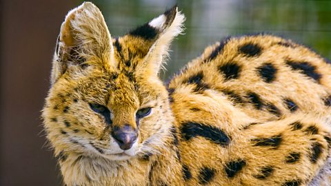 One Zoo Three - CBBC - BBC