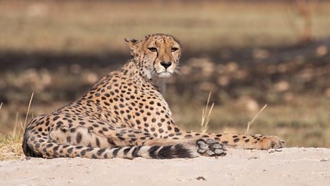 BBC Two - Big Cats 24/7 - Anna Dimitriadis