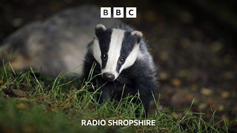 Shropshire | Latest News & Updates | BBC News