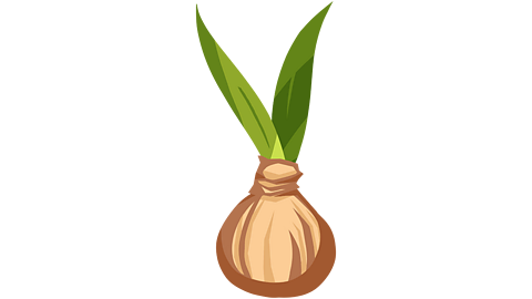 The life cycle of a plant - KS1 Science curriculum - BBC Bitesize