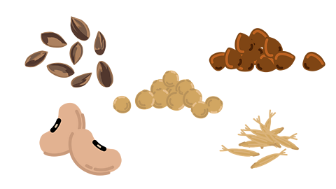 The life cycle of a plant - KS1 Science curriculum - BBC Bitesize