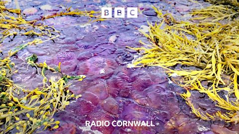 Cornwall | Latest News & Updates | BBC News