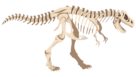 What are reptiles? KS1 Science curriculum - BBC Bitesize