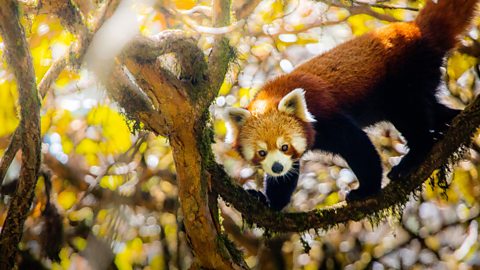 BBC One - Asia - Making Asia