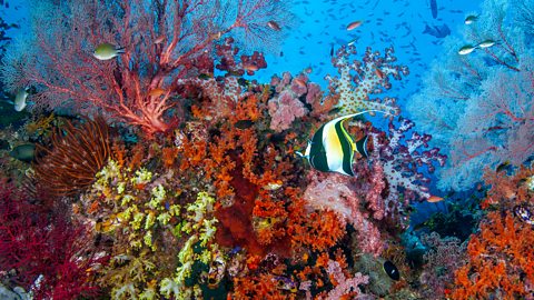 BBC One - Asia - Reef rivals: sharks on the hunt for Moorish idols