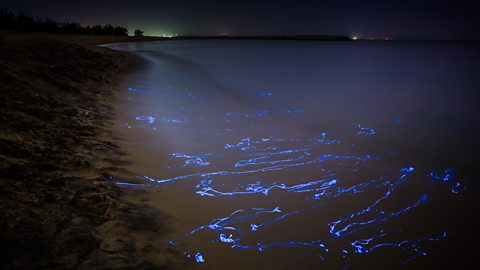 BBC One - Asia - Chasing the glow: filming Japan’s firefly squid