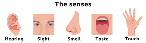 What are the senses? - KS1 Science curriculum - BBC Bitesize
