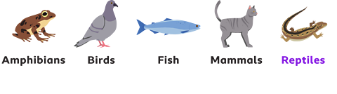 What are reptiles? KS1 Science curriculum - BBC Bitesize