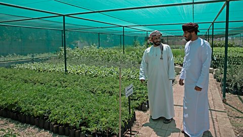 BBC One - Asia - Saving Oman’s unique desert cloud forest