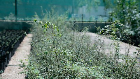 BBC One - Asia - Saving Oman’s unique desert cloud forest