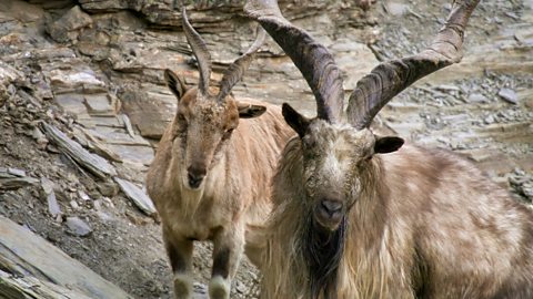 BBC One - Asia - Filming the world’s largest goats in Pakistan