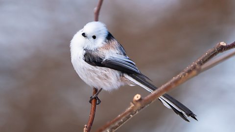 BBC One - Asia - In search of kawaii: filming Japan’s cutest bird and ...