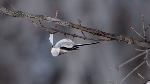 BBC One - Asia - In search of kawaii: filming Japan’s cutest bird and ...