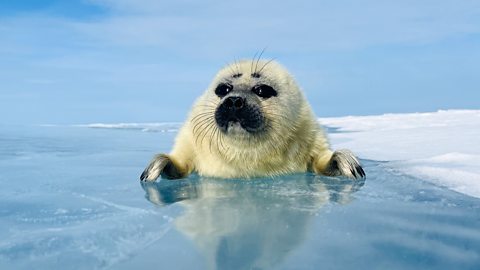 BBC One - Asia, Series 1, The Frozen North