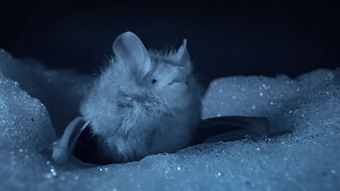 BBC One - Asia - Entombed in snow: documenting Japan’s hibernating bats