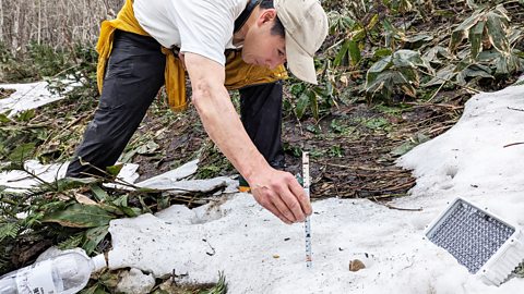 BBC One - Asia - Entombed in snow: documenting Japan’s hibernating bats