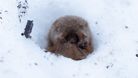 BBC One - Asia - Entombed in snow: documenting Japan’s hibernating bats