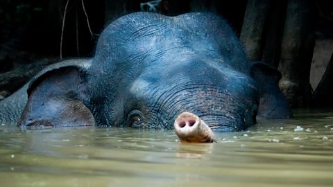 BBC One - Asia - Filming the Bornean elephant: a tale of two forests