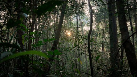 BBC One - Asia - Gizmo: king of the forest