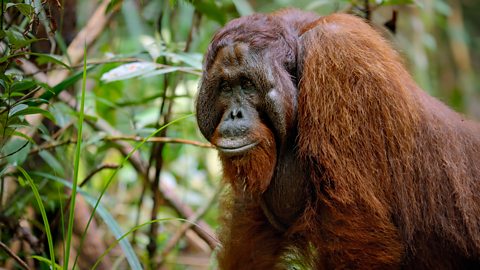 BBC One - Asia - Gizmo: king of the forest