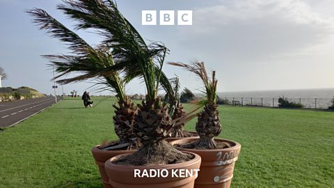 Kent | Latest News & Updates | BBC News