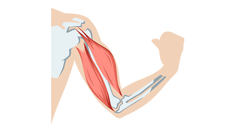 How do your muscles work? – KS2 Science curriculum - BBC Bitesize