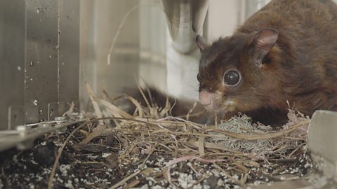 BBC One - Asia - Filming Taipei's giant flying squirrels