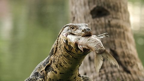 BBC One - Asia - Filming monitor lizards in Bangkok – a shoot full of ...