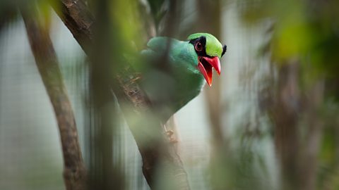 BBC One - Asia - Finding hope: Panji and the Javan green magpie