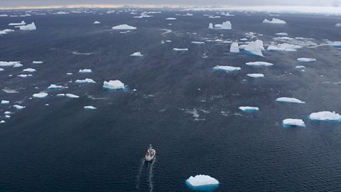 BBC Two - Expedition Killer Whale - Lessons from killer whales and ...