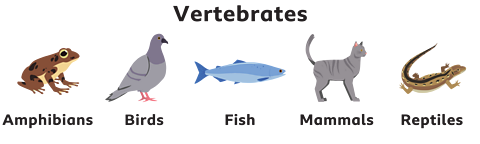 What is a vertebrate? – KS2 Science curriculum - BBC Bitesize